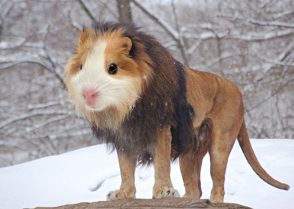 29 Hilarious And Flawless Animal Hybrids